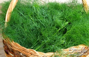 How to Grow Dill