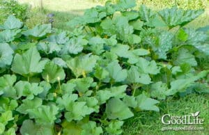 How to Grow Squash