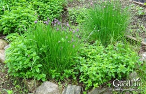 How to Grow Oregano