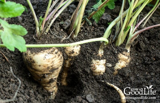 How to Grow Parsnips