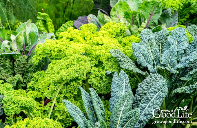 Tips for Growing a Fall Vegetable Garden