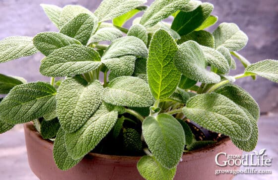 How to Grow Sage