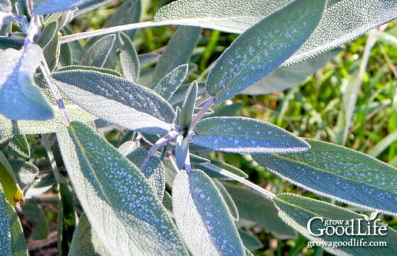 How to Grow Sage