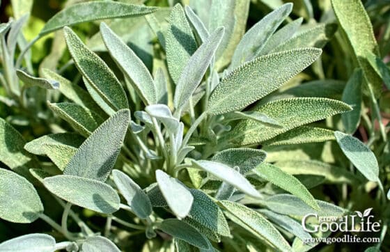 How to Grow Sage