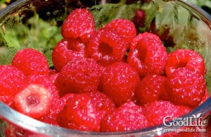 Low Sugar Raspberry Jam Recipe