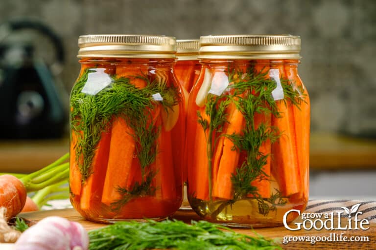 Dill Pickled Carrots Canning Recipe