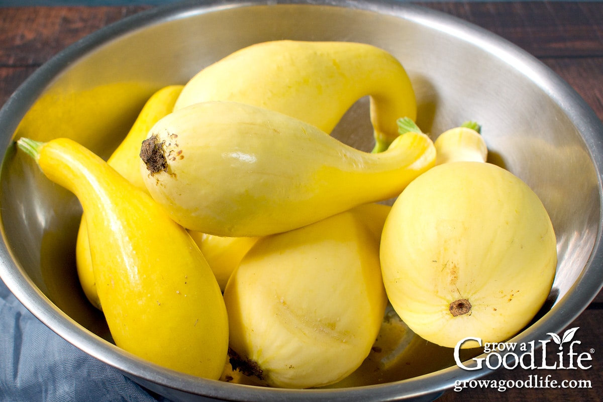 Sweet Summer Squash Relish Canning Recipe