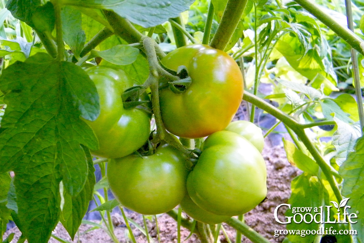 What to Do with Green Tomatoes Before Frost