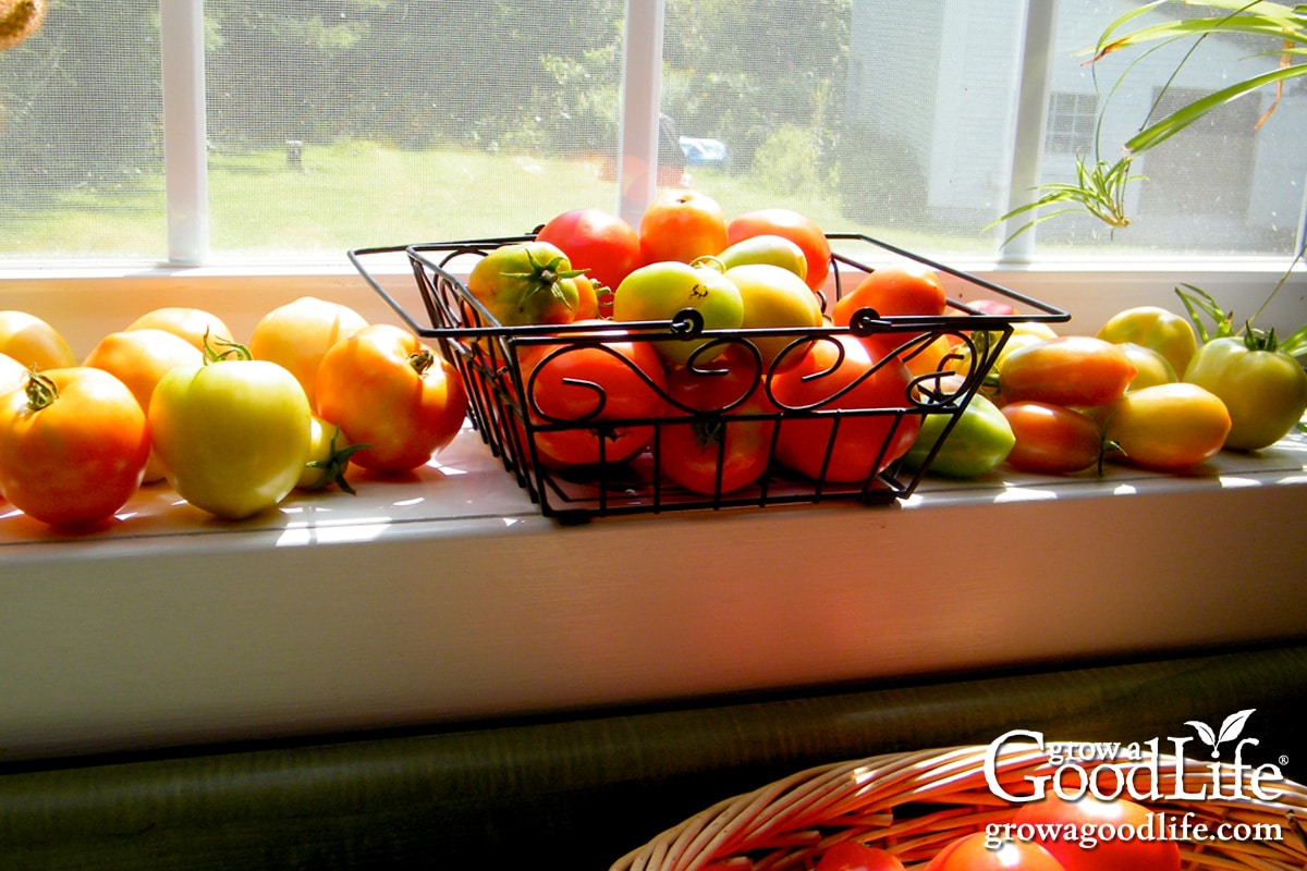 What to Do with Green Tomatoes Before Frost