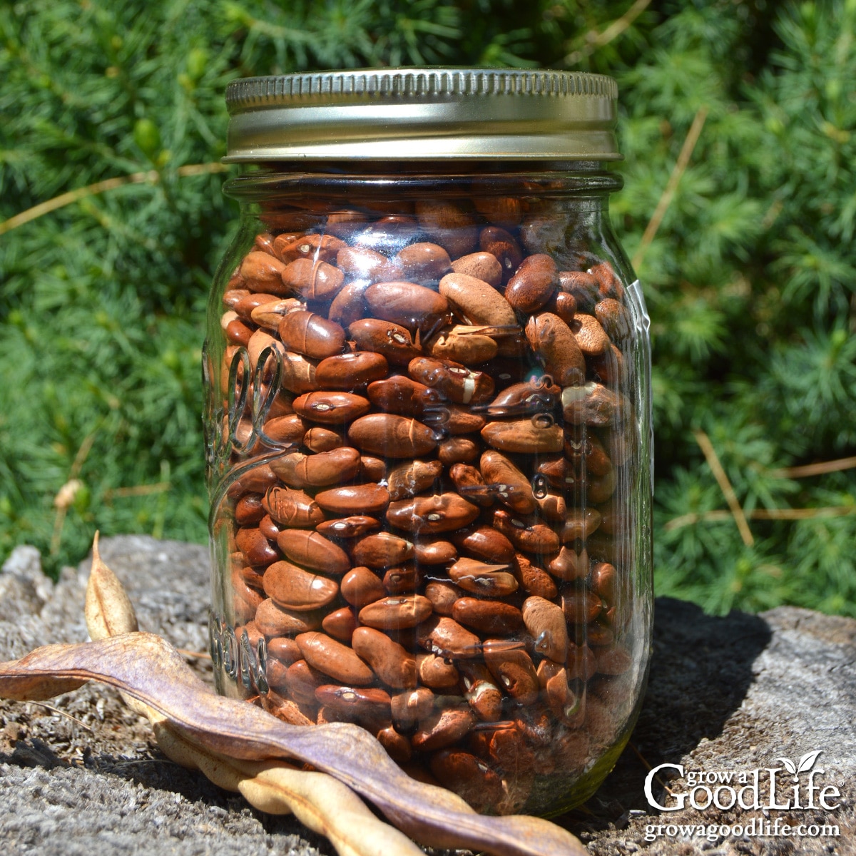 How to Store Seeds for Long-Term Viability