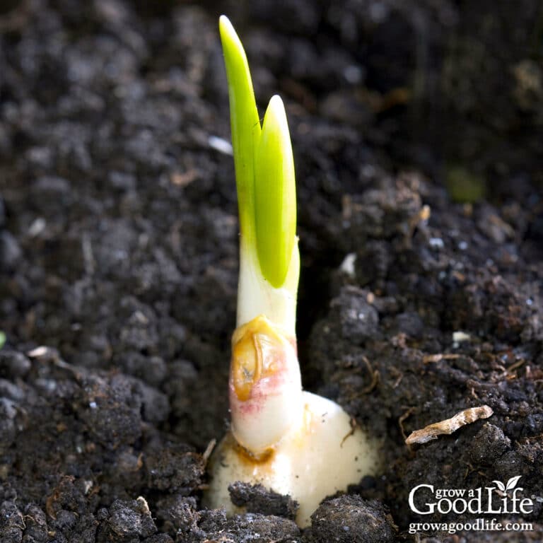 Planting Sprouted Garlic: What to Do When Garlic Starts to Grow