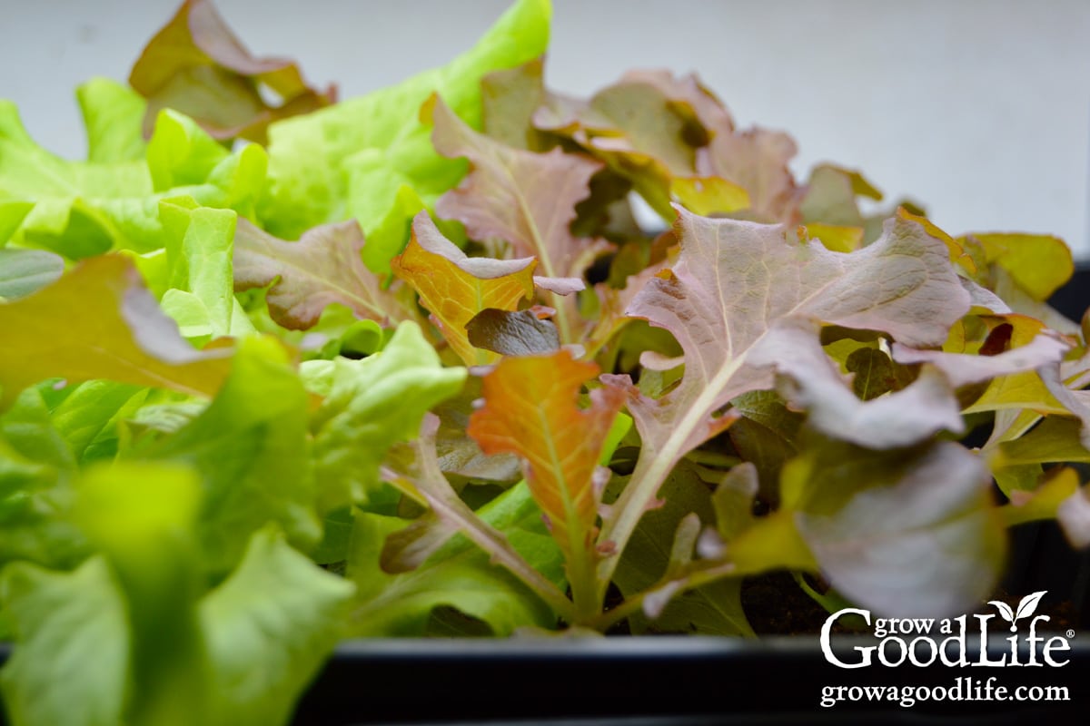 Seeds to Start Indoors 2–4 Weeks Before Your Last Frost