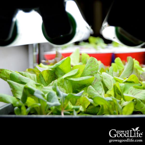 Using Grow Lights for Seedlings and Indoor Growing