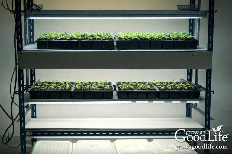 Using Grow Lights for Seedlings and Indoor Growing
