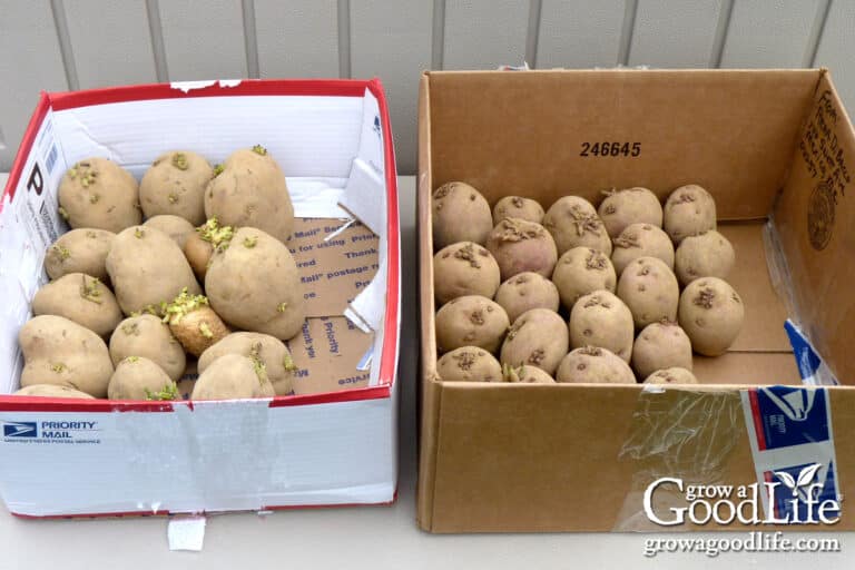 How to Grow Potatoes: A Complete Guide for Home Gardeners